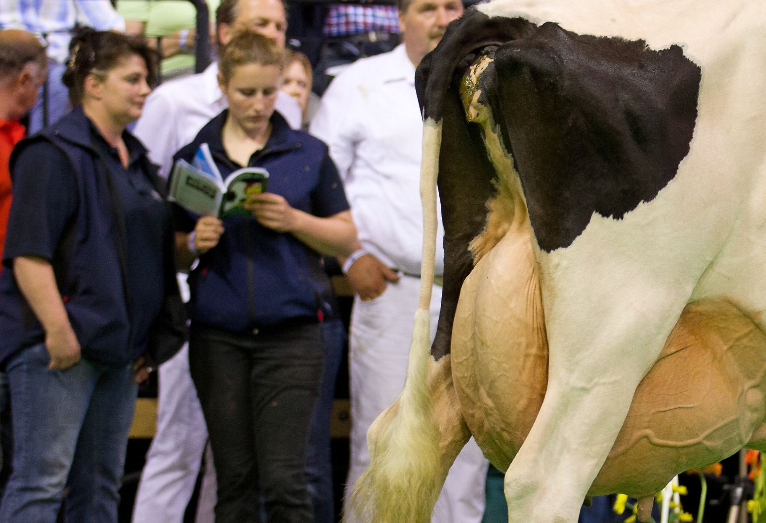 Pralle Euter, stramme Zitzen: Ene mene muh, die schönste Kuh - n-tv.de