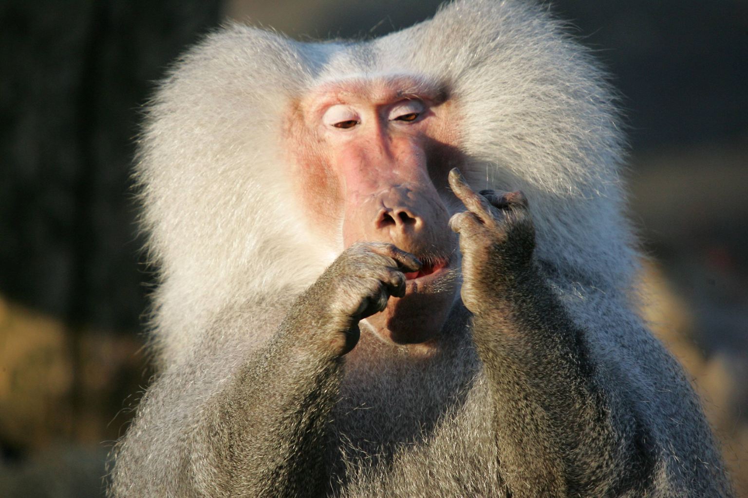 Obszön, demütigend, kultig: Der Stinkefinger - eine historische ...