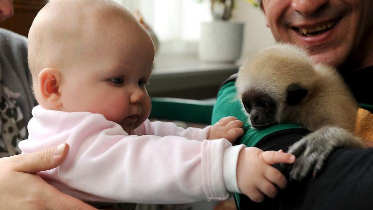 Mit Gibbonjungem: Affenbaby wächst gemeinsam mit Menschenbaby auf - n-tv.de
