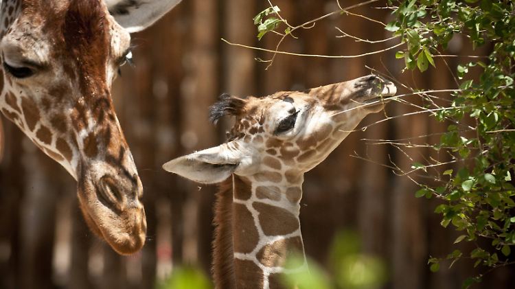 Der Tag: Jugendliche schmeißen Flaschen in Giraffengehege - n-tv.de