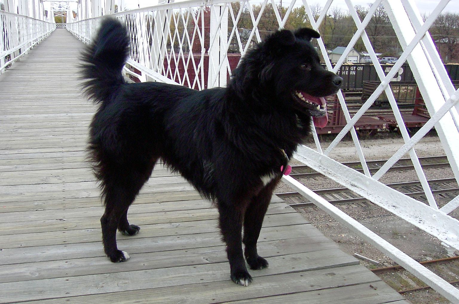 Labradoodle, Pomsky und Co.: Voll im Trend: Designerhunde - n-tv.de