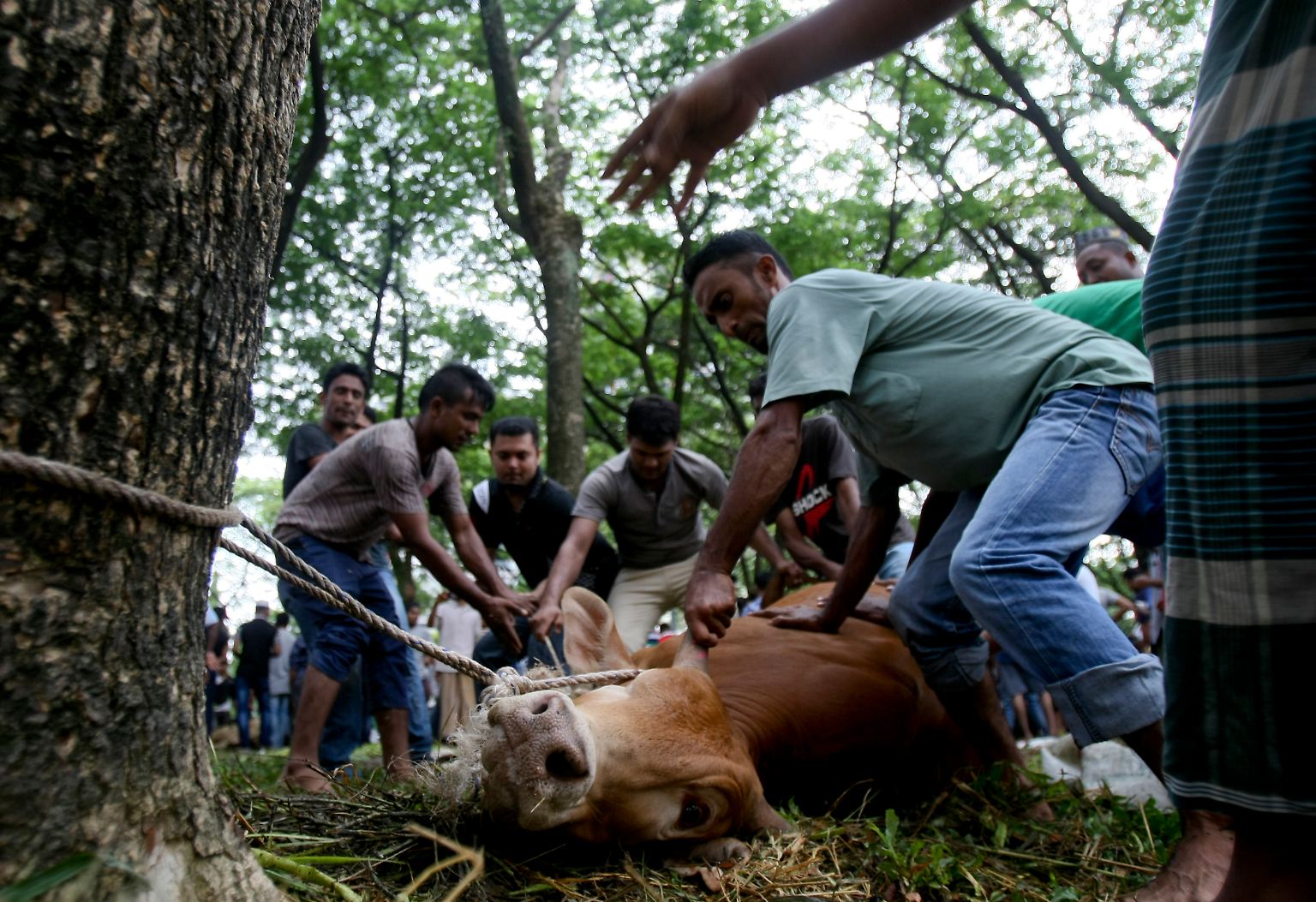 Das Islamische Opferfest: Am höchsten Feiertag fließt viel Blut - n-tv.de