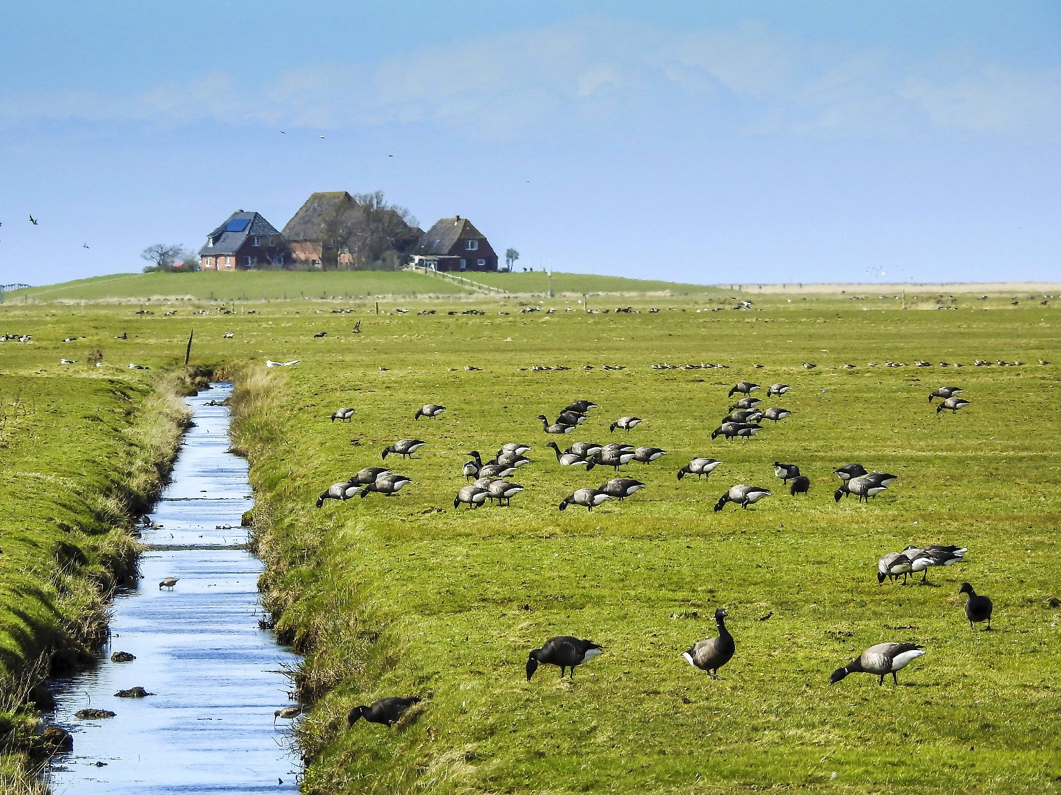 Wo Land unter zum Alltag gehört: Die Halligen - n-tv.de