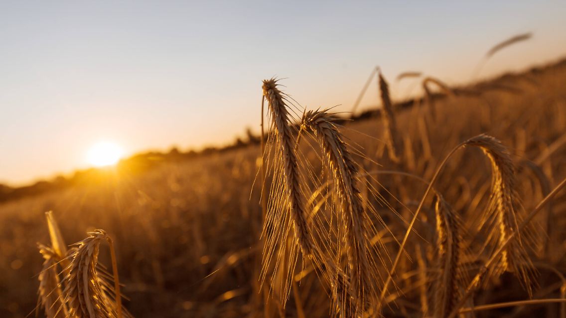 Süden hui, Norden pfui: Spätsommer dreht zum Wochenstart auf - n-tv.de