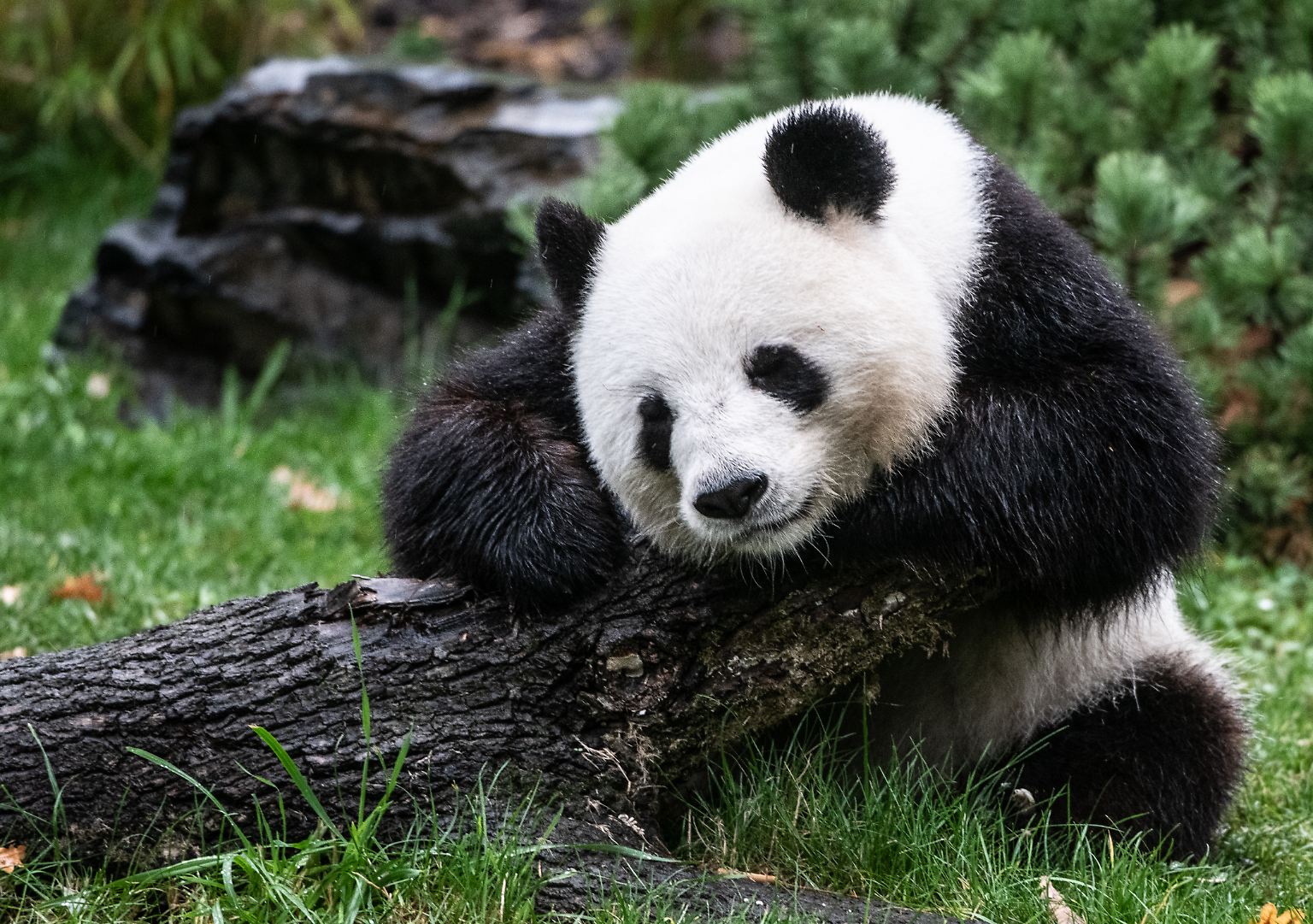 Zwei Jungen für Berlin: Panda-Babys haben endlich Namen - n-tv.de