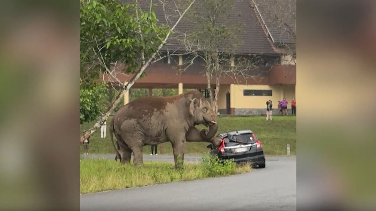 Kaum zu glauben, aber wahr: Frustrierter Elefant tritt auf Auto ein ...