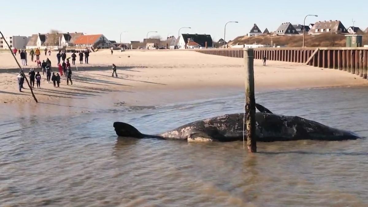 Der Tag: Toter Wal vor Sylt - Experten warnen vor Explosion - ntv.de
