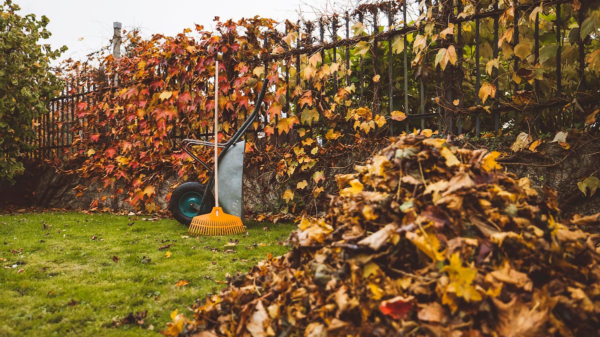 Rasenmahen Im Herbst