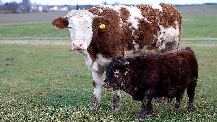 Der Tag: Mini-Stier mit Gendefekt: Napoleon findet Glück auf Gnadenhof ...