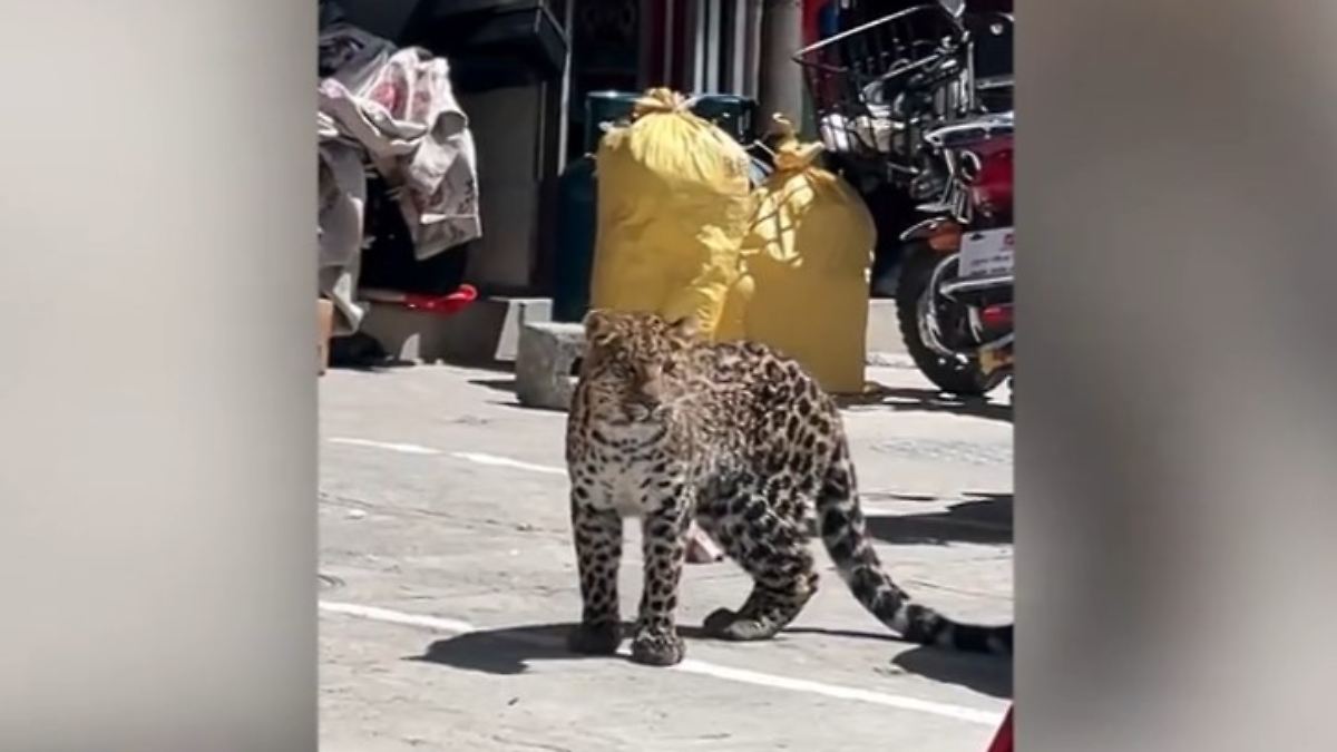 Schaulustige verfolgen Raubkatze: Leopard streunt durch die Straßen von ...