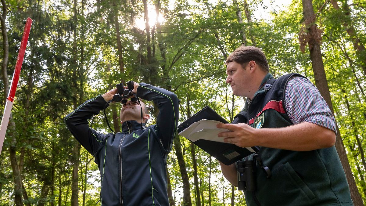 Bayern: Warum 2024 ein wenig Hoffnung für den Wald in Bayern gibt - ntv.de