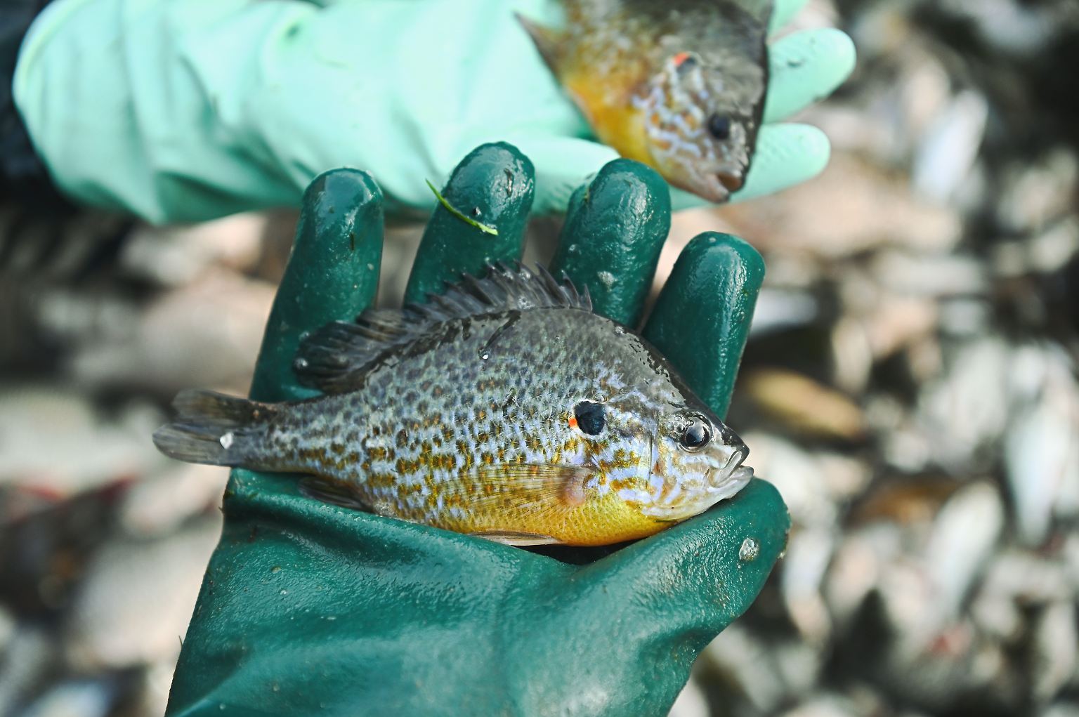Invasive Pflanzen- und Tierarten: Diese fremden Arten breiten sich in ...