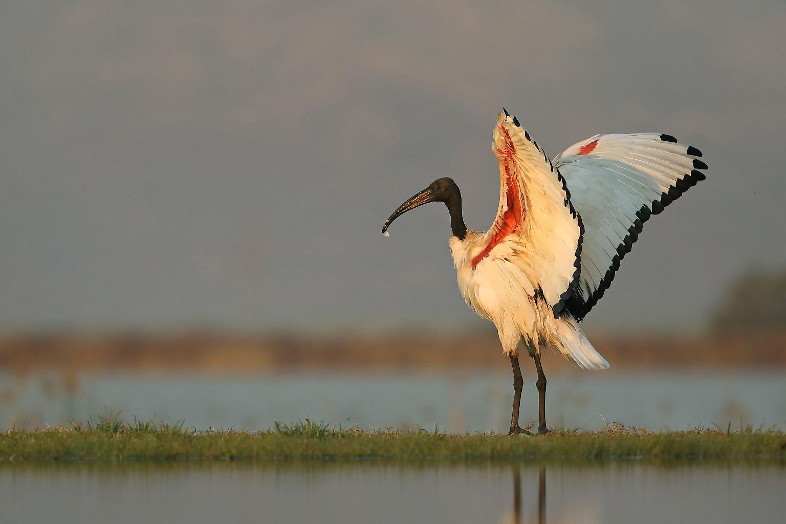Invasive Pflanzen- und Tierarten: Diese fremden Arten breiten sich in ...
