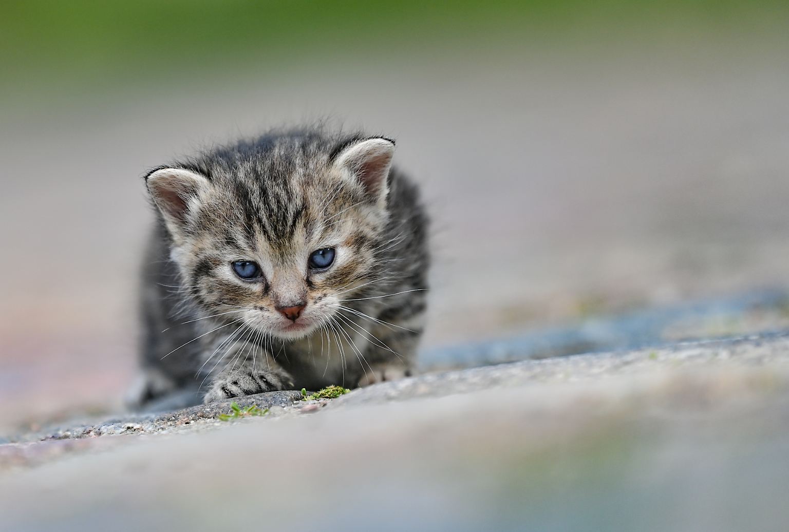 Weltkatzentag: Das beliebteste Haustier der Deutschen bleibt die Katze ...