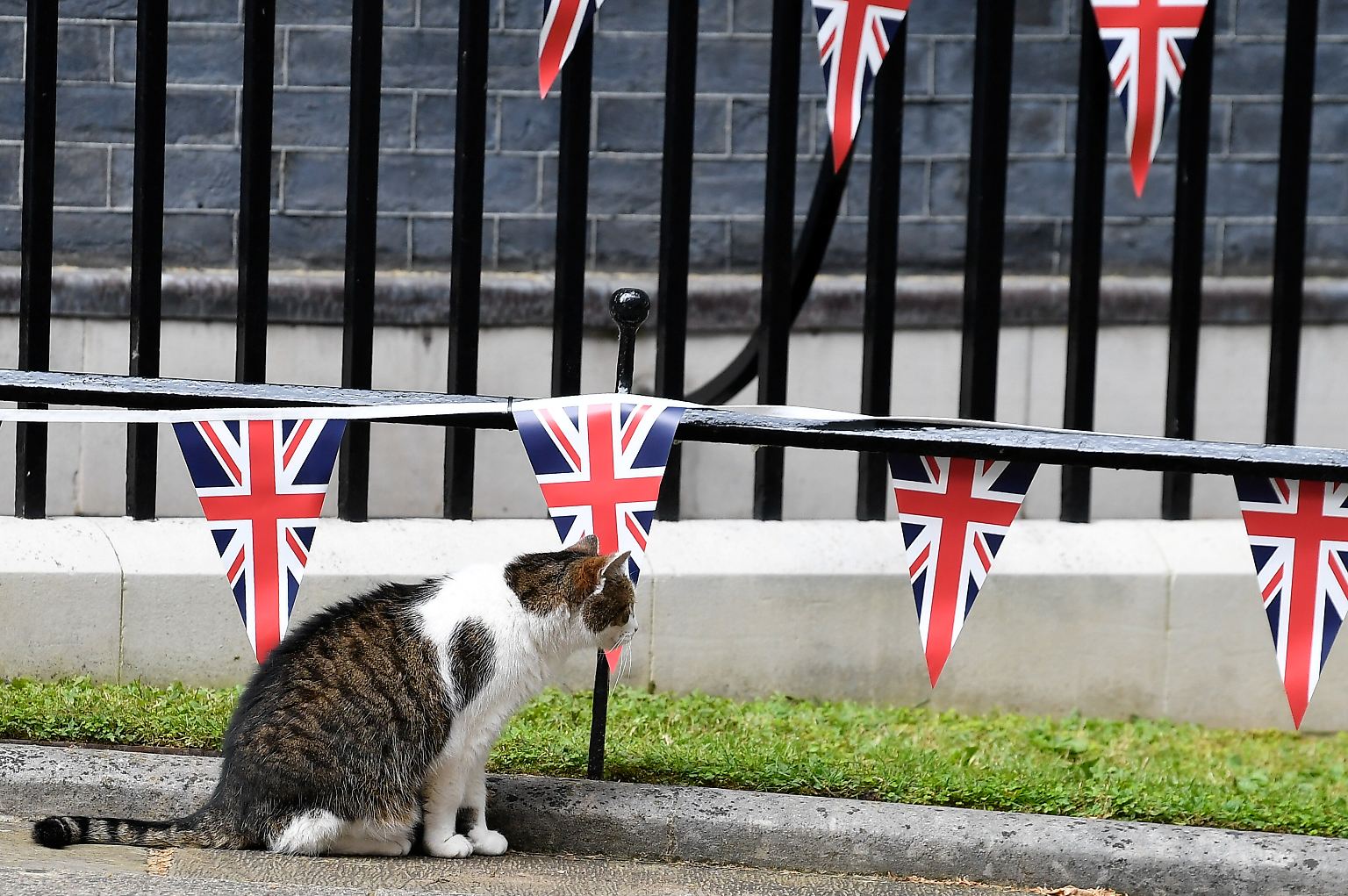 Herr über Downing Street 10: Larry, der berühmteste Kater der Welt - n ...