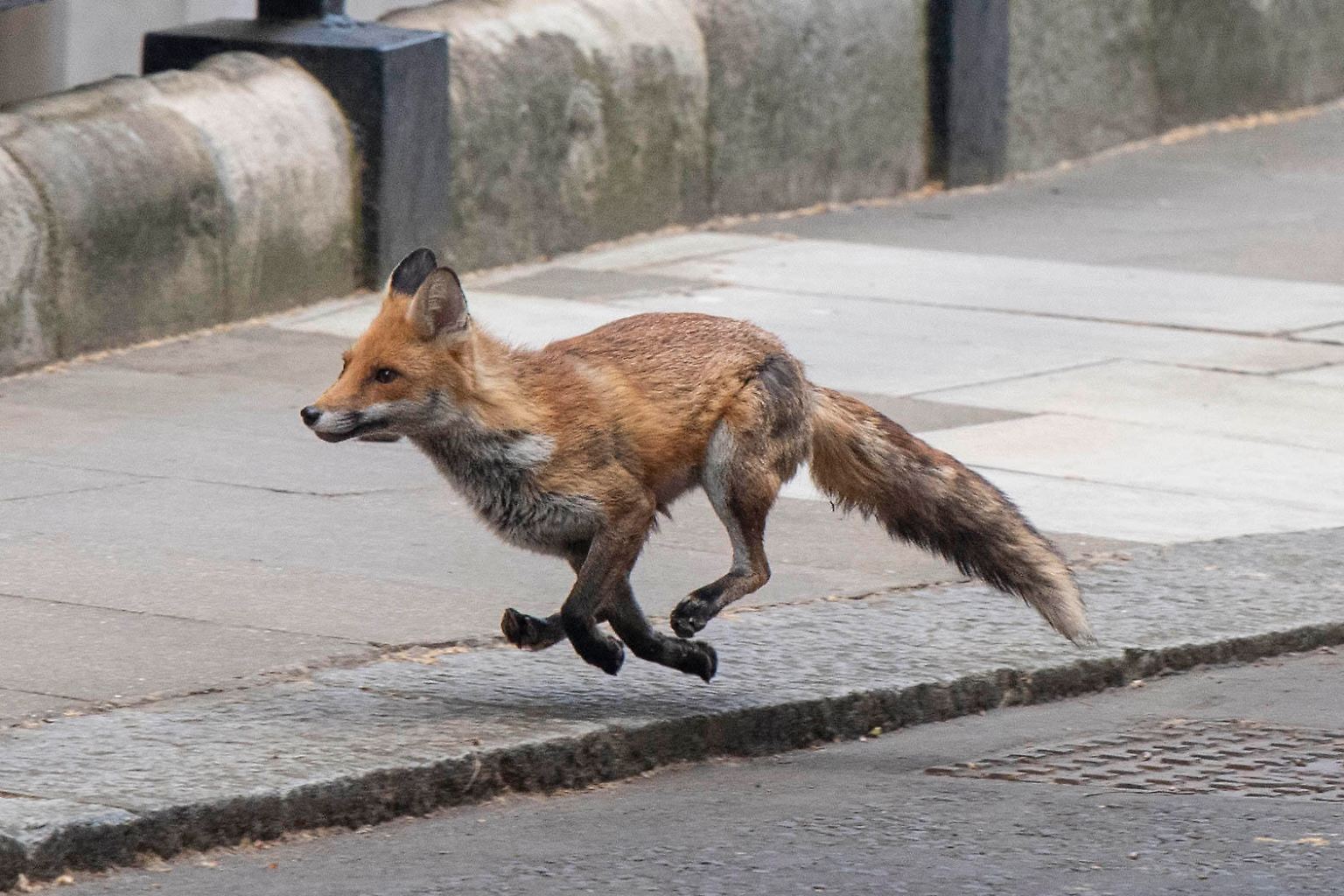 Herr über Downing Street 10: Larry, der berühmteste Kater der Welt - n ...