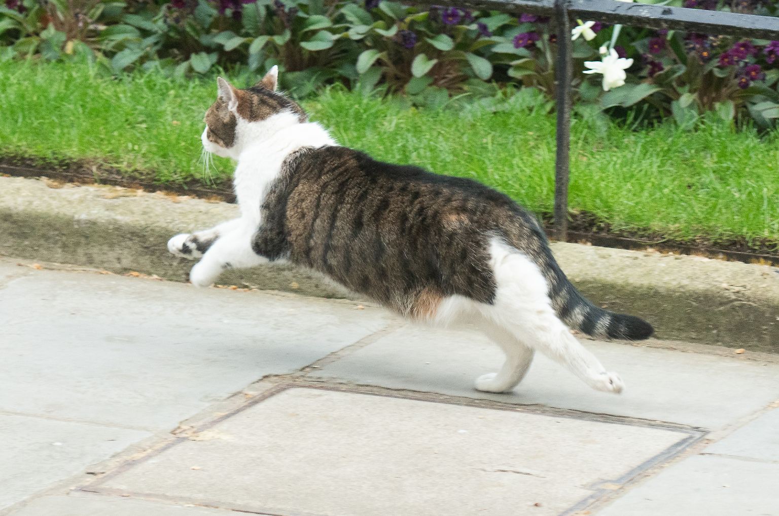 Herr über Downing Street 10: Larry, der berühmteste Kater der Welt - n ...