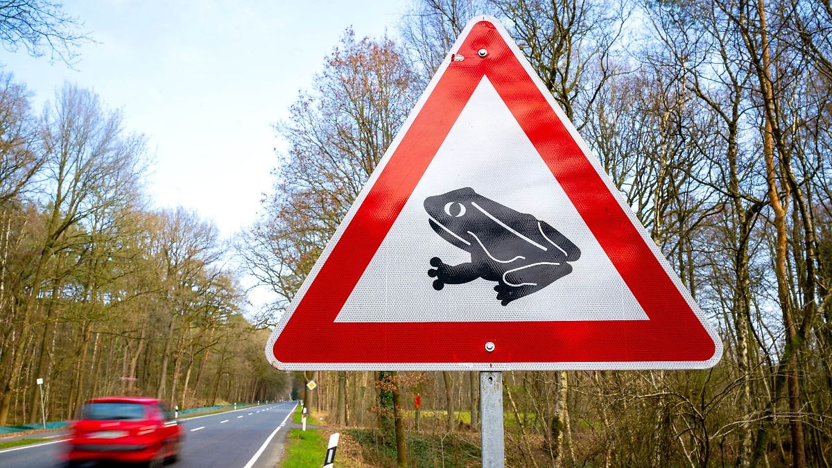 Niedersachsen & Bremen: Krötenwanderung startet in diesem Jahr früher ...