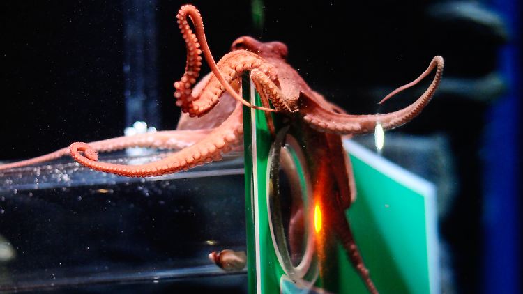 Der Sport-Tag: Krake Paul sorgt auch 14 Jahre nach seinem Tod für ...