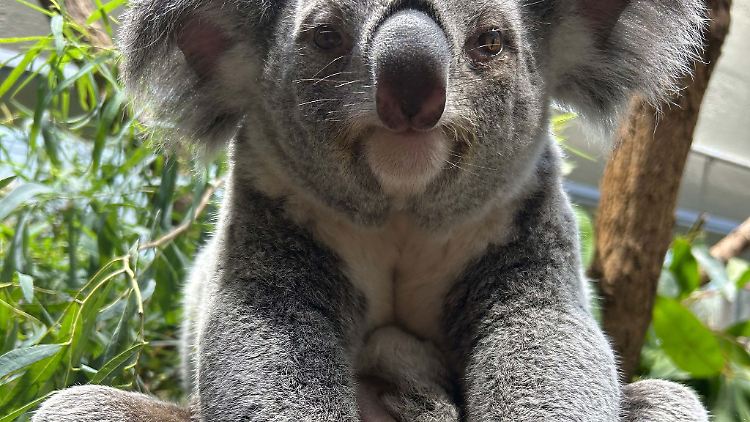 Baden-Württemberg: Erster Koala-Nachwuchs in der Wilhelma - n-tv.de