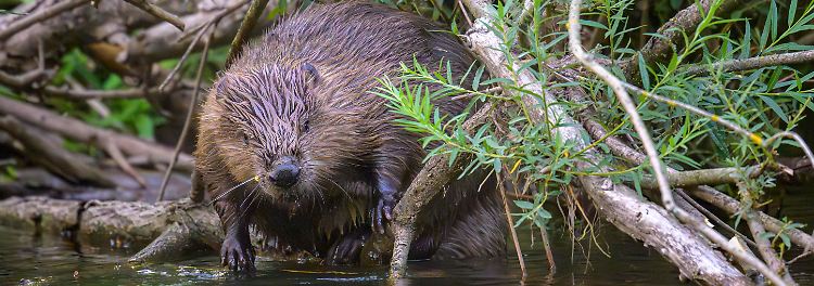 Loriots Steinlaus: Neue Arten entdeckt - n-tv.de