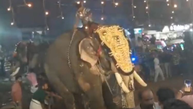 Erstaunliche Kettenreaktion: Wie Elefanten eine kleine Gender ...