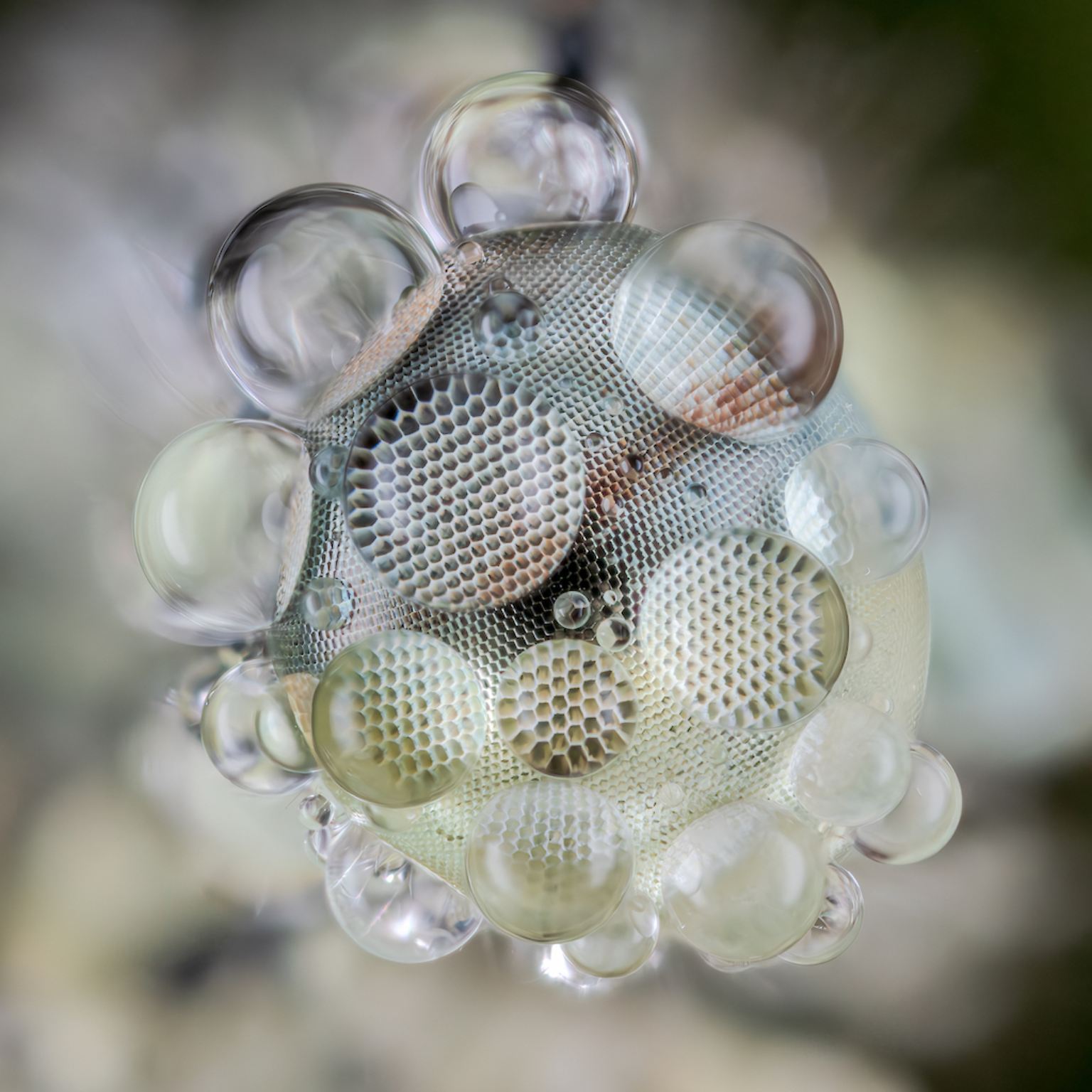 Der Natur ganz nah: Bizarr und kunstvoll: Das sind die besten Close-up ...