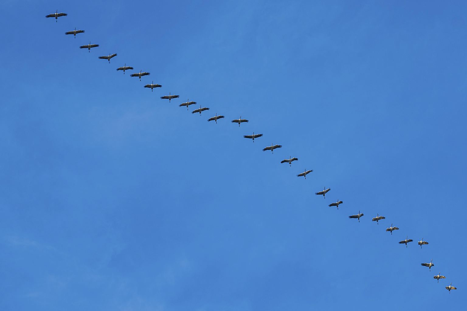 Spektakuläres Balzverhalten: Die Kraniche sind zurück - n-tv.de