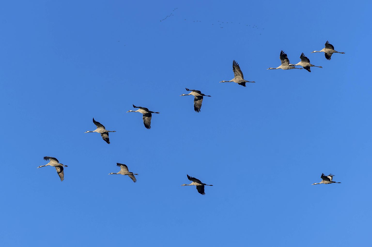 Spektakuläres Balzverhalten: Die Kraniche sind zurück - n-tv.de