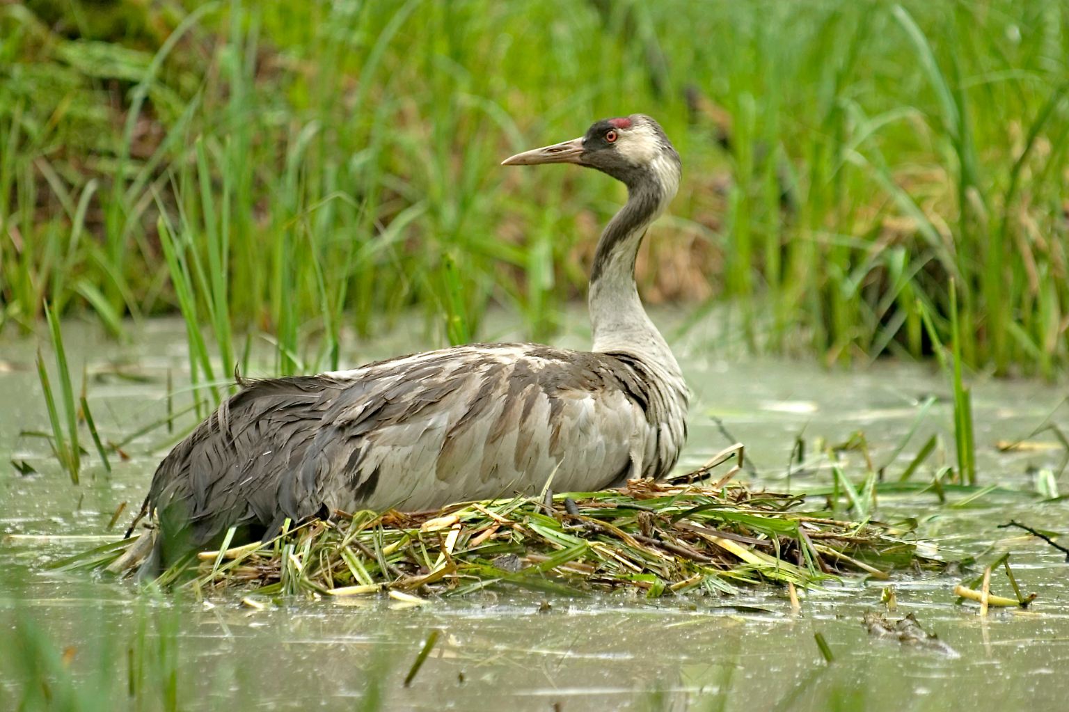 Spektakuläres Balzverhalten: Die Kraniche sind zurück - n-tv.de