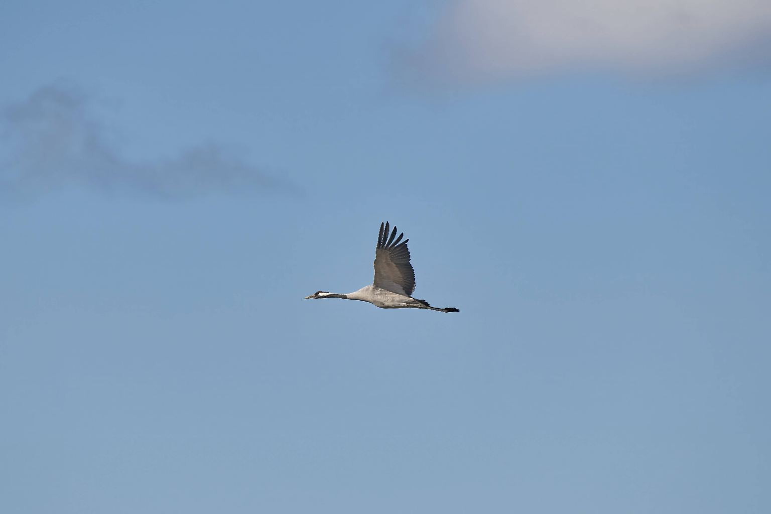 Spektakuläres Balzverhalten: Die Kraniche sind zurück - n-tv.de