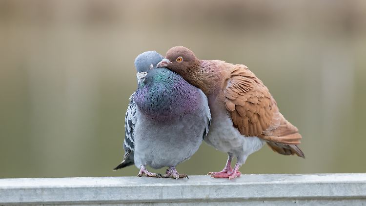 Taubenkot entfernen: Tipps für Balkon und Terrasse - n-tv.de