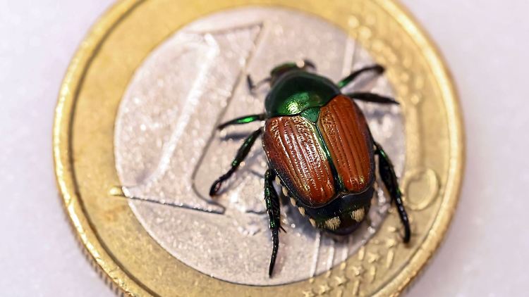 Piper quinn ass overall, it was an okay experience but very