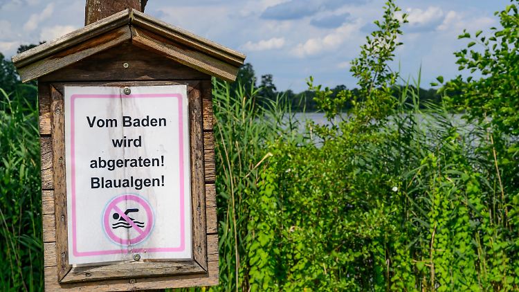 Berlin & Brandenburg: Blaualgen in Branitzer und Madlower See nachgewiesen - n-tv.de