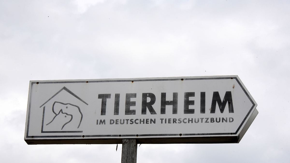Berlin & Brandenburg: Tierheim baut neue Quarantänestation für Katzen ...