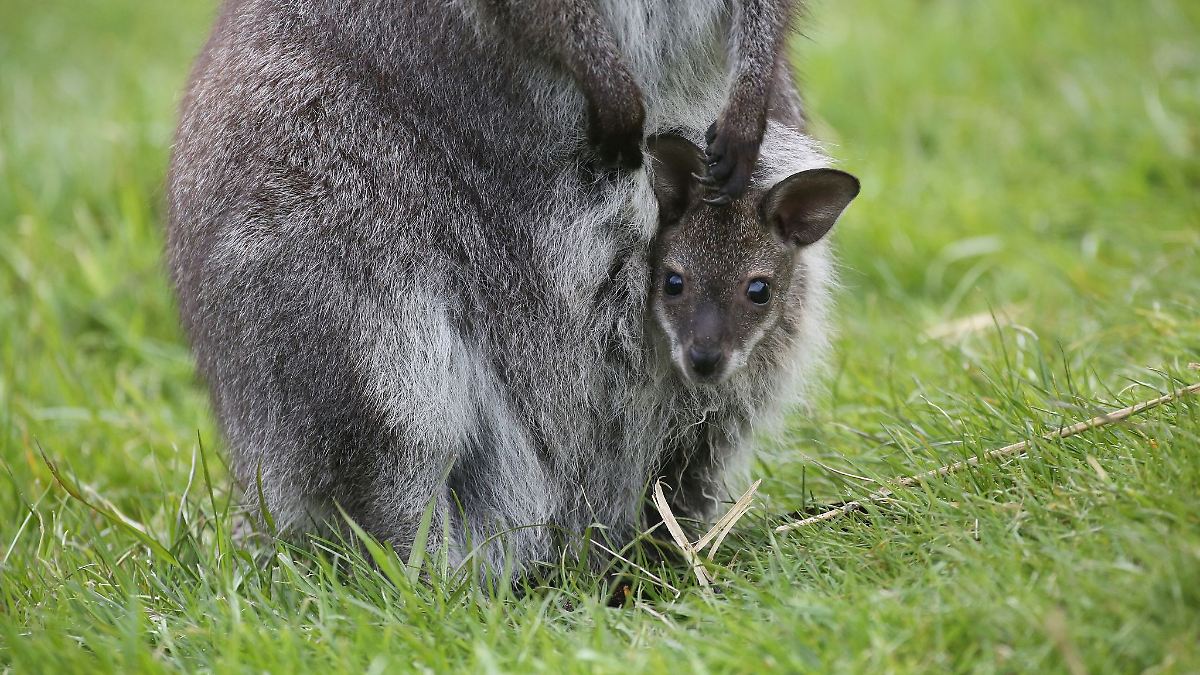 Baden-Württemberg: Schwäbisches Wallaby-Baby entdeckt die Welt - ntv.de