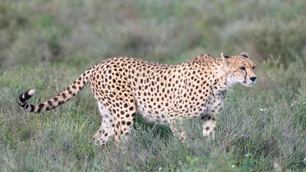 Raubkatze einst dort heimisch: Indien beginnt mit Wieder-Ansiedlung von ...