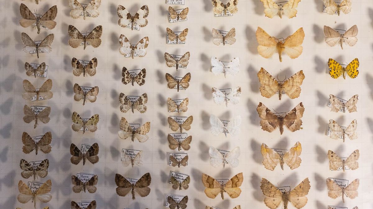 Baden-Württemberg: Nachtfalter darben wegen schwindender Biotope - ntv.de