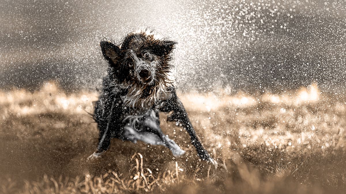 Dog Photography Awards: Das sind die besten Hundebilder 2025 - ntv.de