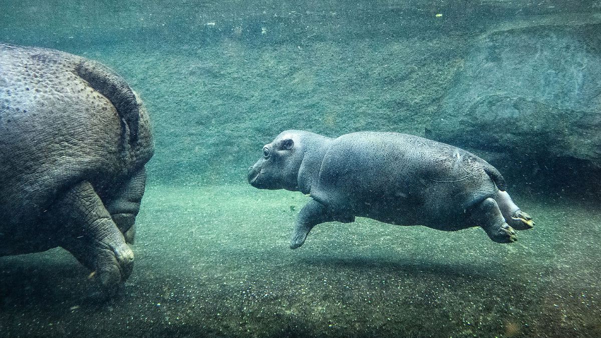Berlin & Brandenburg: Junges Hippo soll Willi Wackelöhrchen heißen - ntv.de