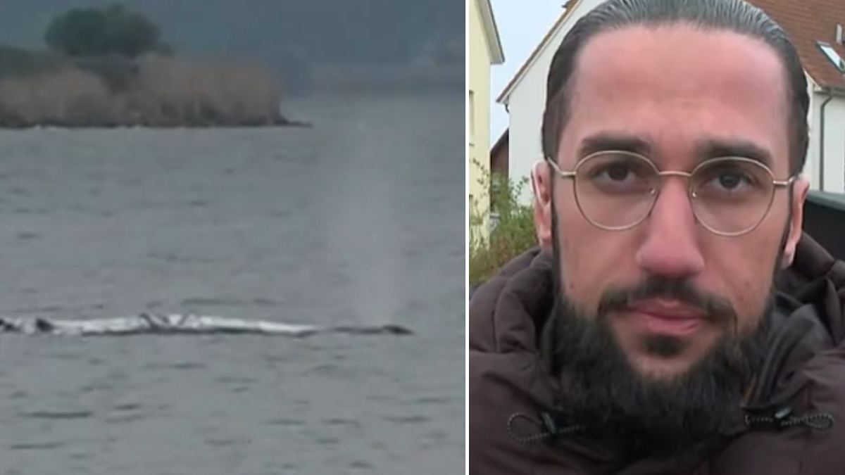 Reporter berichtet von "Leben im Tier": Reaktion des Wals auf ...