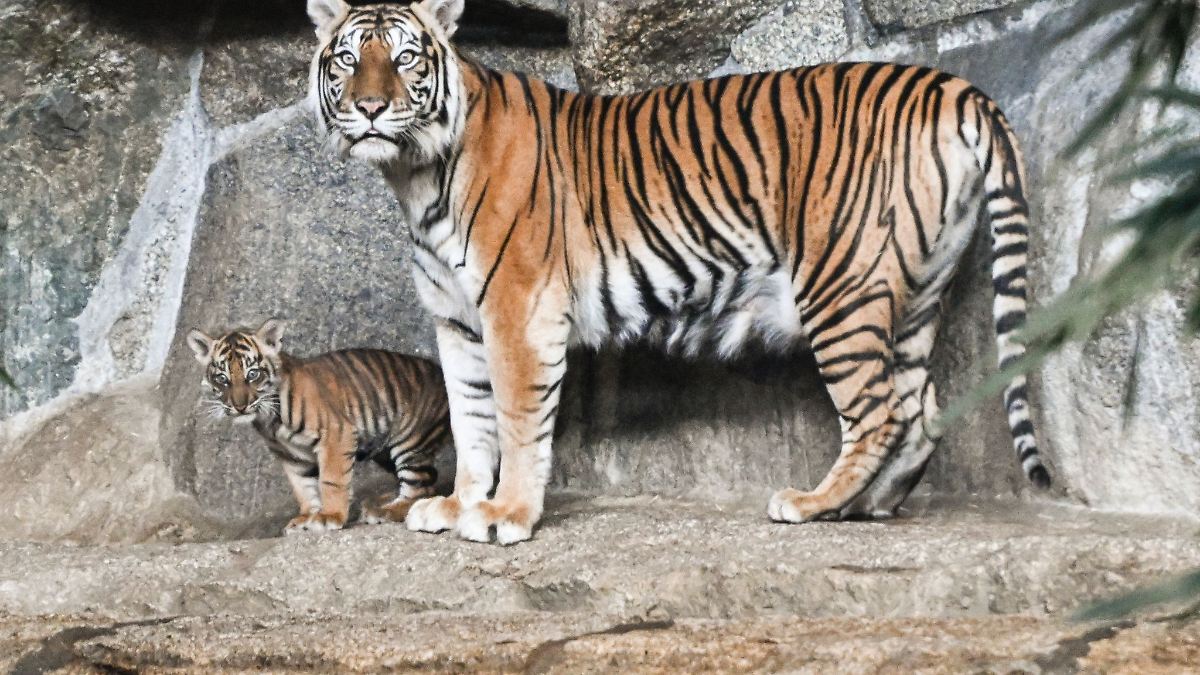 Berlin & Brandenburg: Tierpark litt 2025 erneut unter zu wenig ...