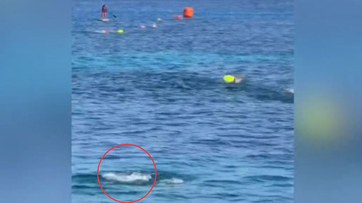 Der Tag: Krokodil taucht plötzlich bei Schwimm-Wettkampf auf - ntv.de