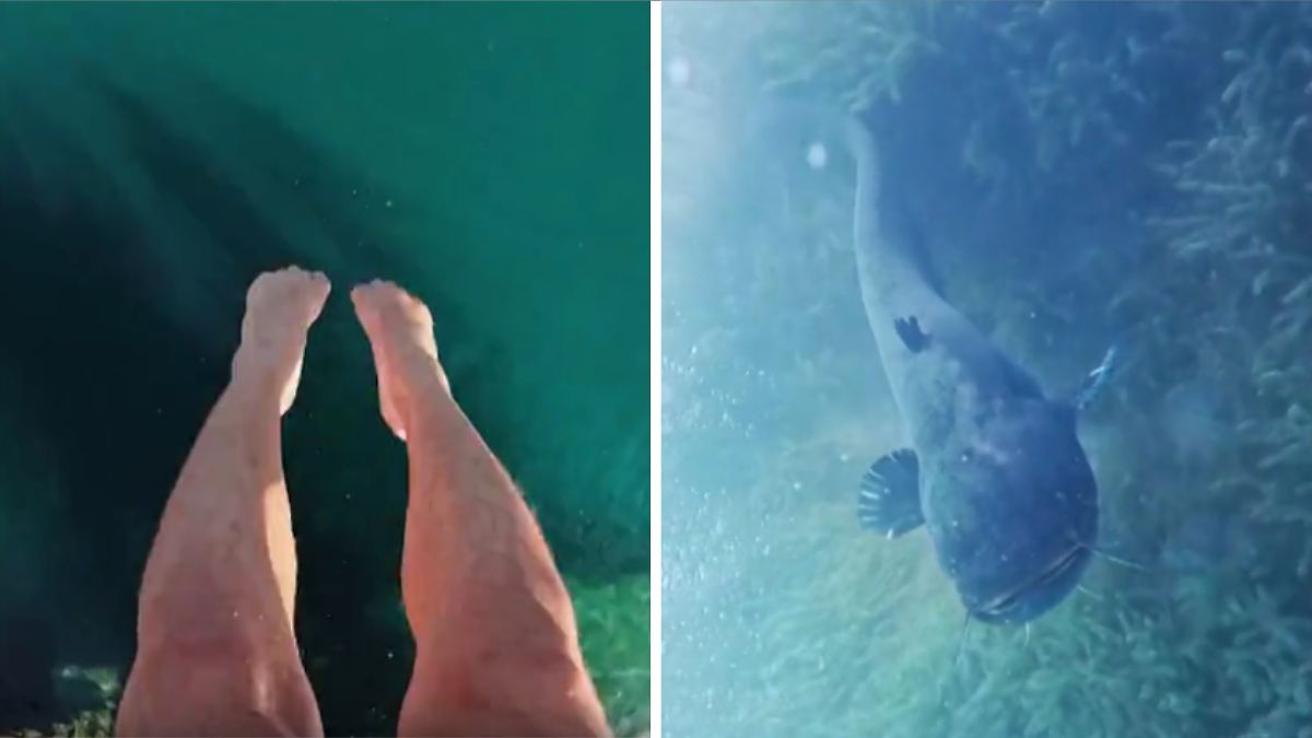 Aufregung am Genfer See: Riesen-Wels im Freibad: Turmspringer landet ...