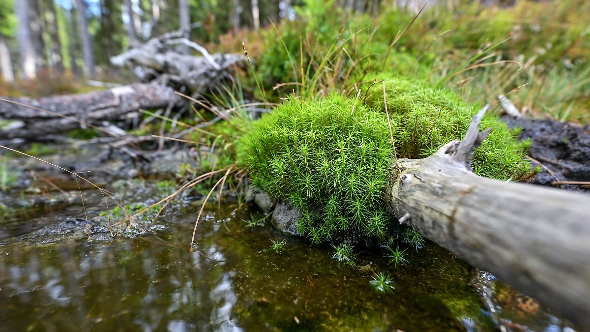 Sachsen: Wenig naturnahe Moore - mehr Anstrengungen gefordert - ntv.de