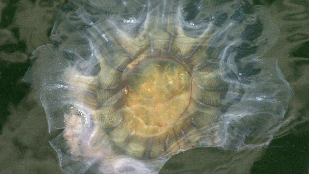 Quallenplage, Durchfall, Sonnenbrand: Tipps für einen gesunden Urlaub ...