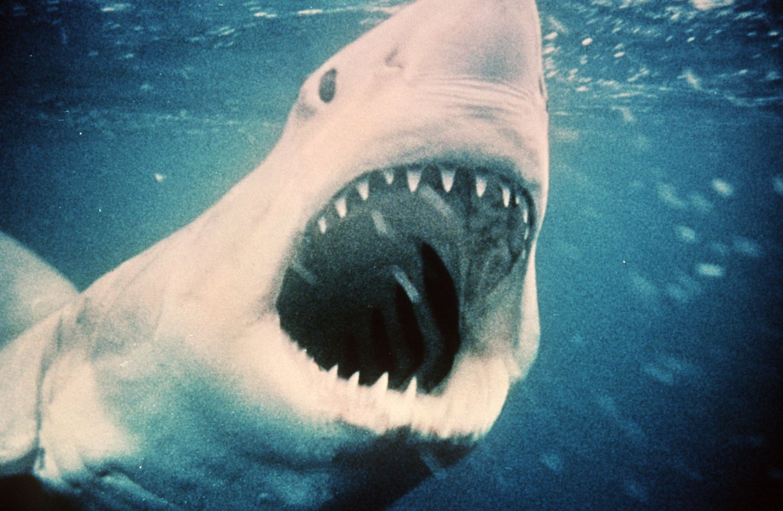 Wer jagt wen?: Haie - der Mythos vom Monster - n-tv.de