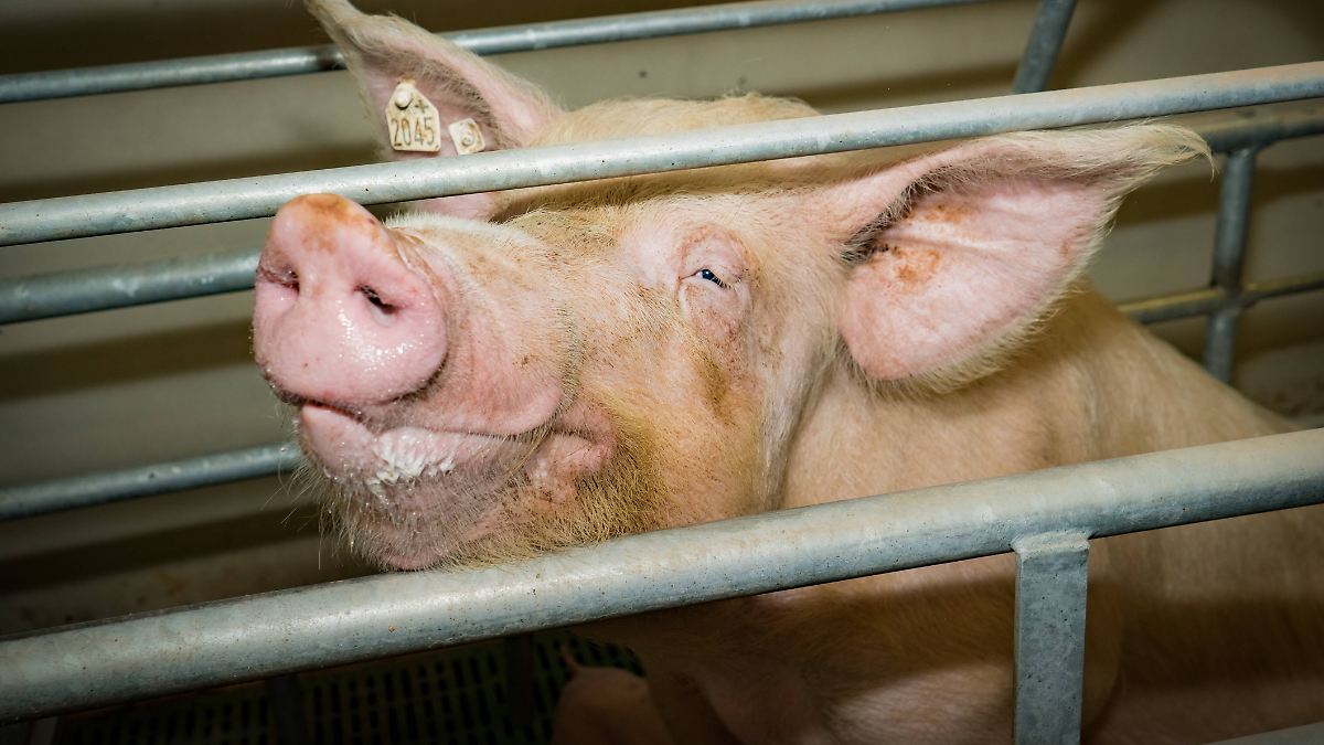 Durch "Animal" zum Vegetarier: Tibor Rode lässt die Sau raus - ntv.de