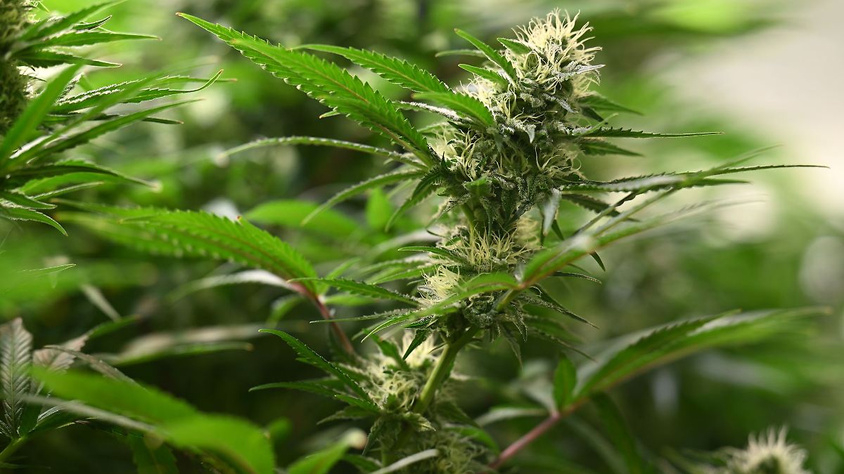 Der Börsen-Tag: Trumps Aussagen befeuern Cannabis-Aktienkurse - ntv.de