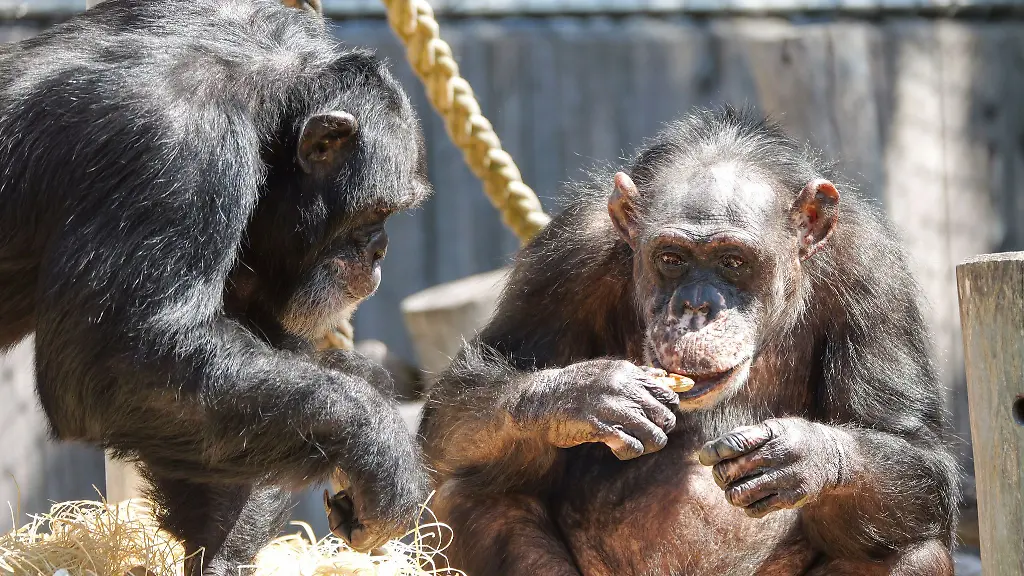 Nordrhein-Westfalen: Nach schwerem Brand: Neues Affenhaus in Krefeld ...